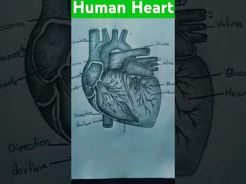 😎 Human heart diagram easy class 10th 😎 #drawing #easydrawing #art #shortsfeed #viralshorts #shorts