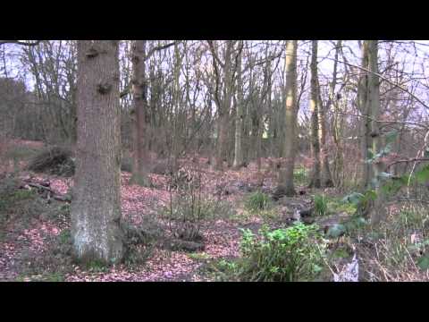 Videos and slideshows – Friends of Coldfall Wood & Muswell Hill Playing ...