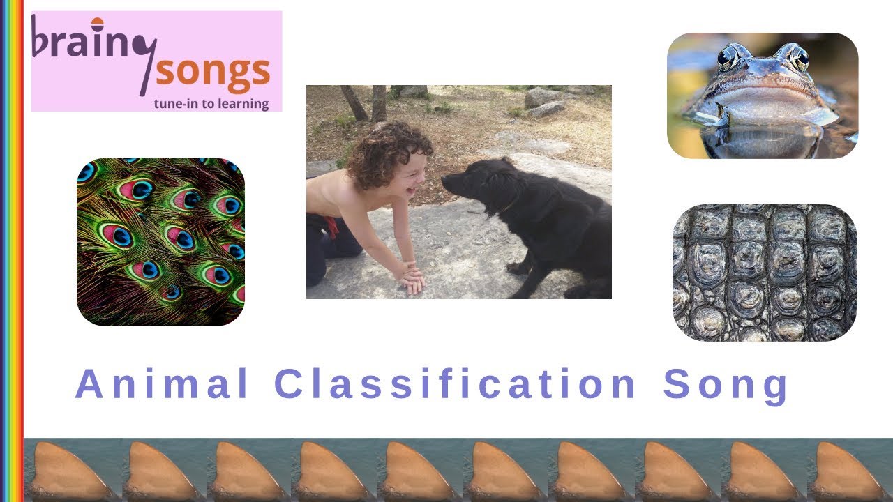 Animal Classification Song | BRAMF!