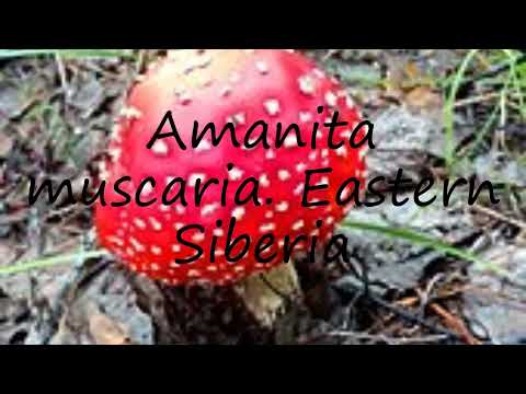 How to pronounce Amanita muscaria. Eastern Siberia in English?