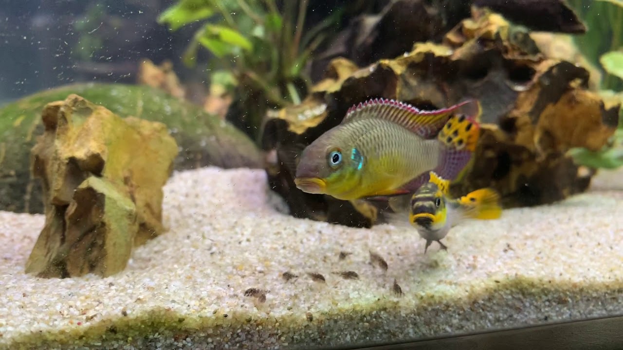 Kribensis Cichlid • Care Guide (Setup, Mates & Diet)