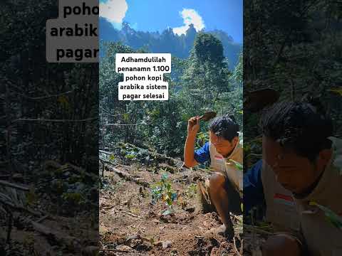 penanaman kopi sistem pagar di ketingian 900 mdpl. #kopi #kopisehat #jalanyangjauhjanganlupapulang