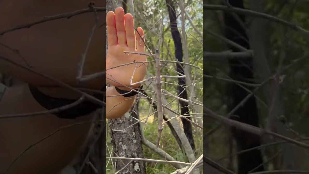 Can you see it? 😅 Despite their enormous size, giant stick insects are incredibly well camouflaged
