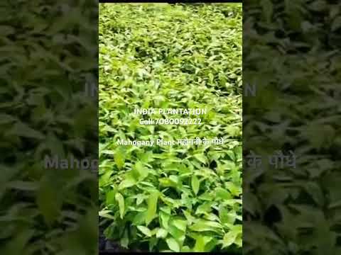 Mahogany Wood - Mahogany Tree Latest Price, Manufacturers & Suppliers