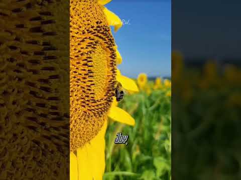 SunFlower:Simbol Of Happiness And Joy.???????? #ytshorts #fyp #youtubeshorts #sunflower