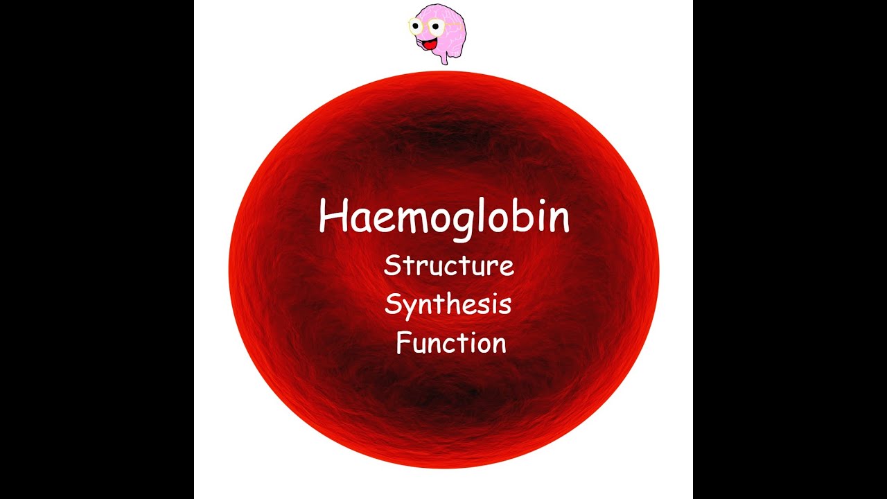 Part 3: Haemoglobin - Structure, Synthesis, Types, and Function