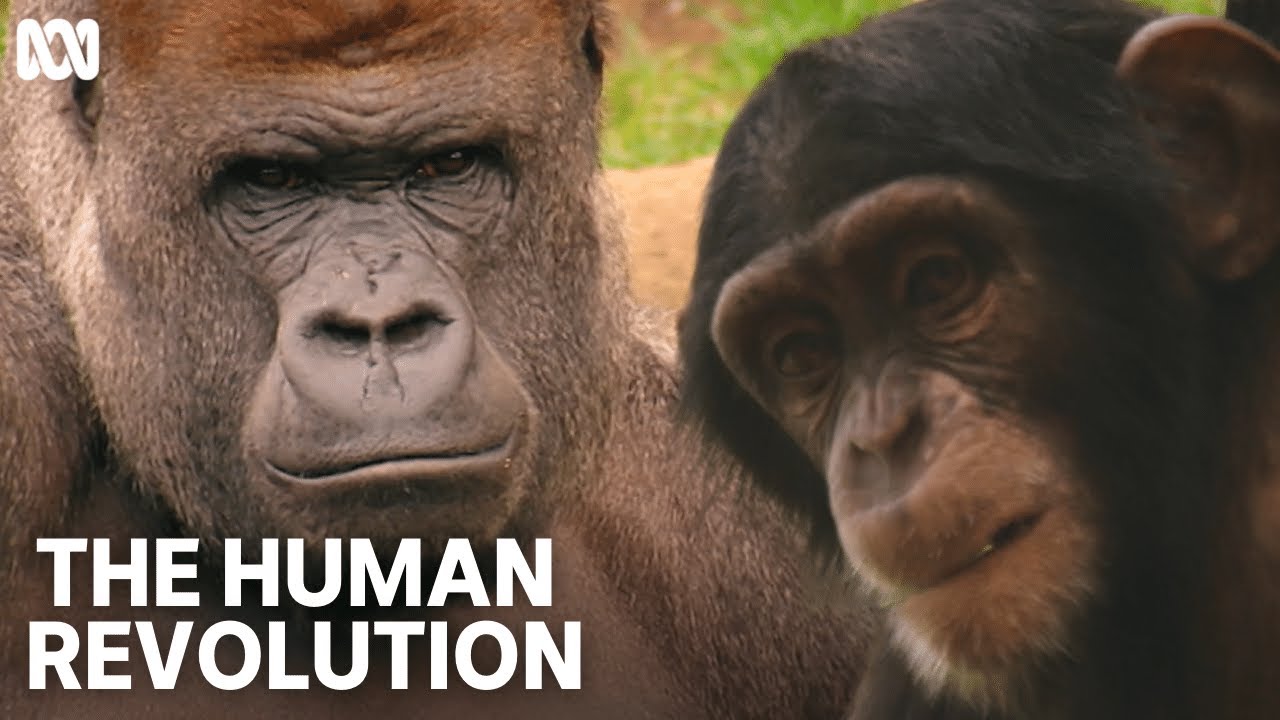 Understanding the social lives of our ancestors | The Human Revolution