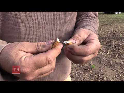 Did You Know? Pecans in Tennessee