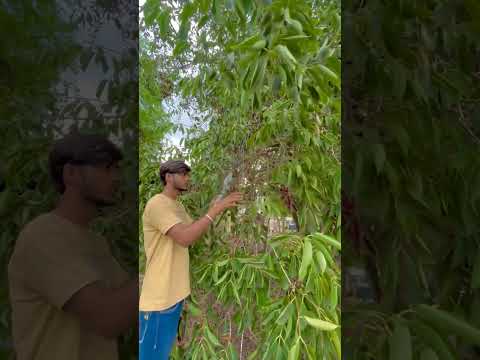 🕊️🌾🌏Farming #shorts #trending #instagram#viralvideo #villagelife #roots #india #new #reels