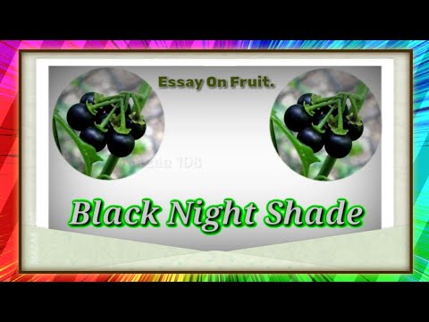 Black Night Shade | Essay On Black Night Shade | My Favorite Fruit Black Night Shade | @Mazaa108