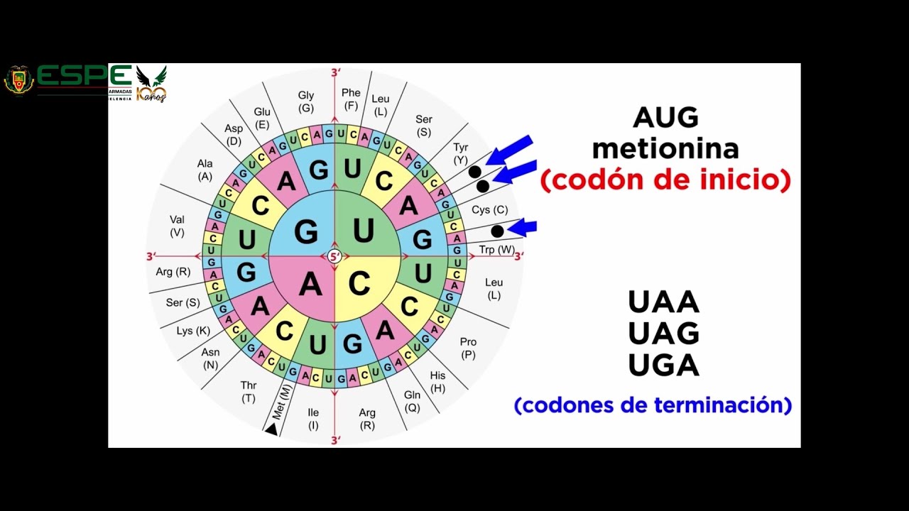 3.5 Código Genético | UFA-ESPE | BIOLOGÍA