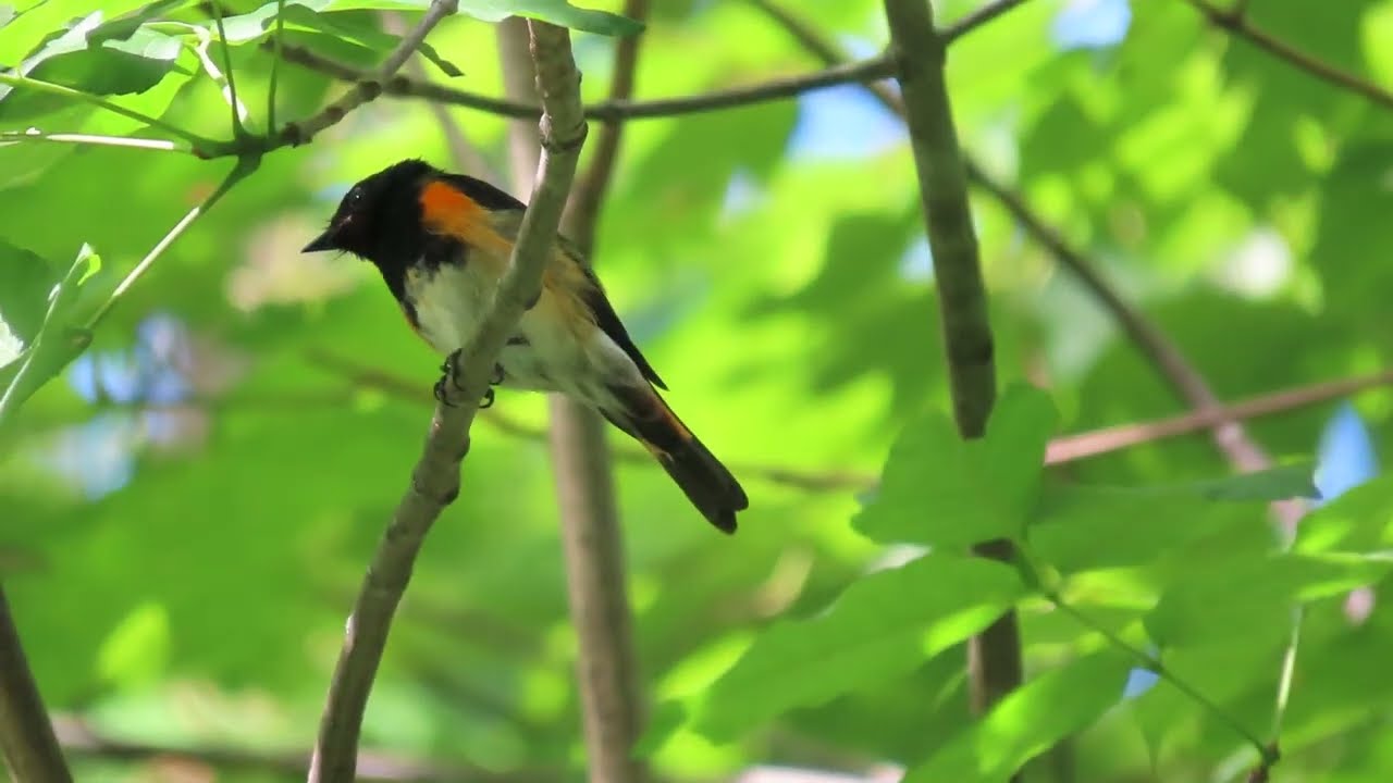 American Redstart call