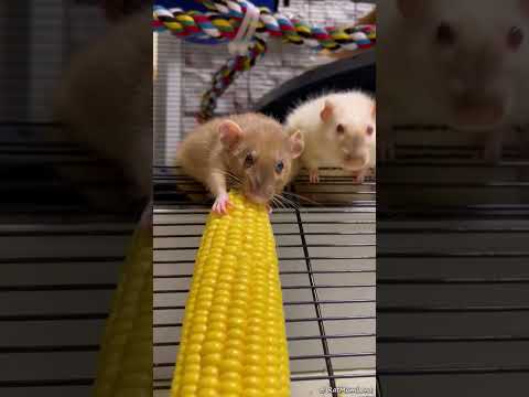 Pet rats favorite food 🌽😁