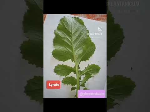 Leaf shape: Lyrate in Family Brassicaceae ( Raphanus sativus ; Brassica nigra )