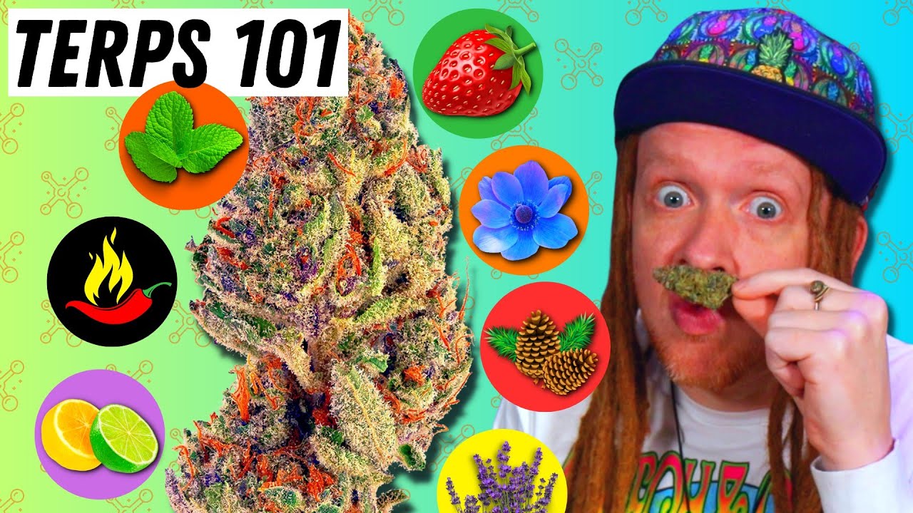 🍋Top 10 Terpenes and What They Do