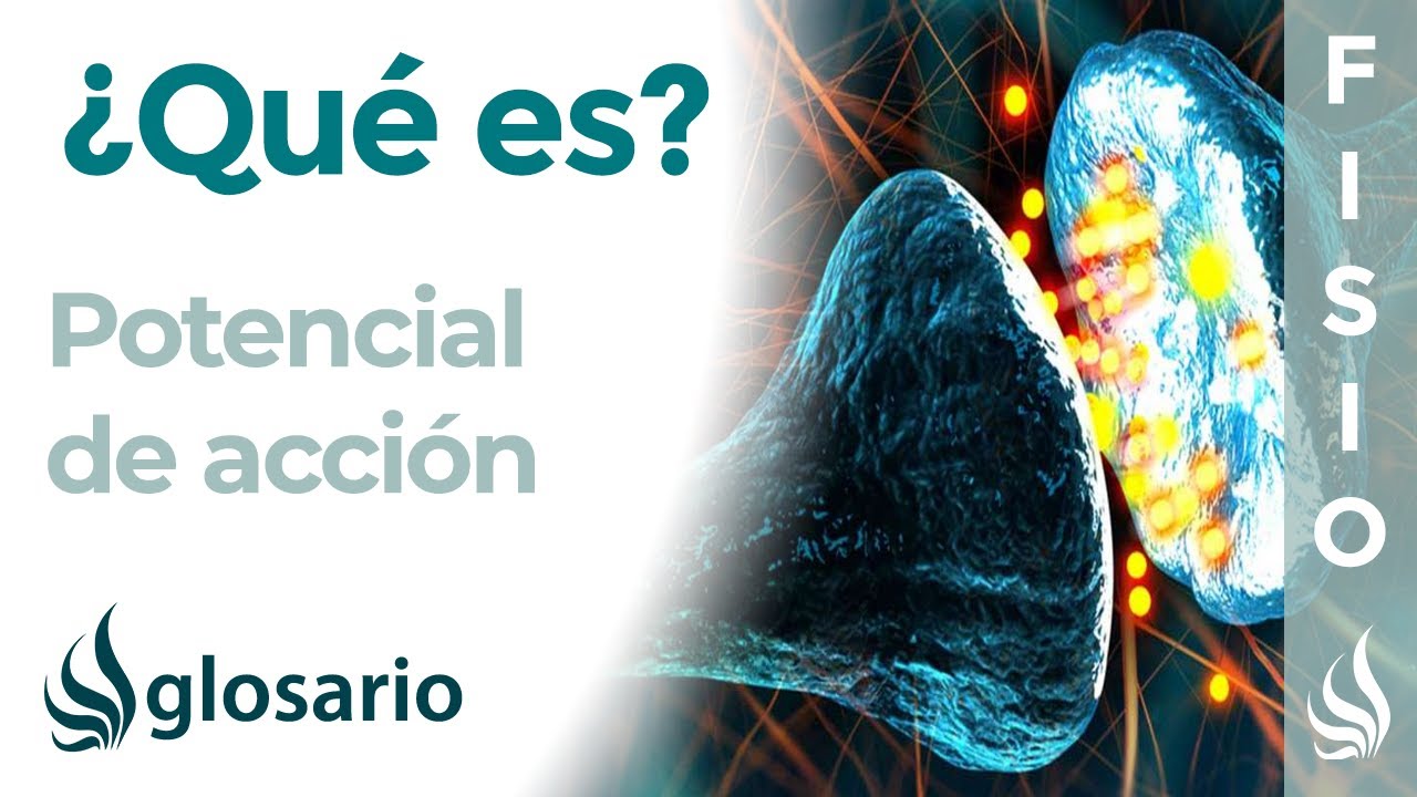 POTENCIAL de ACCIÓN | Qué es, mecanismo de acción, dónde y cuándo se produce