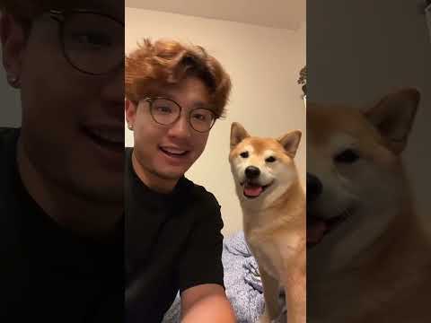Kylo Has No Love for the Knucklesandwich Dealer #shibainu