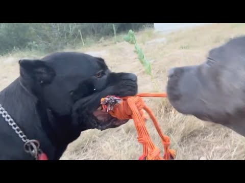 CANE CORSO POWERFUL BITE FORCE: Battle over New Toy!