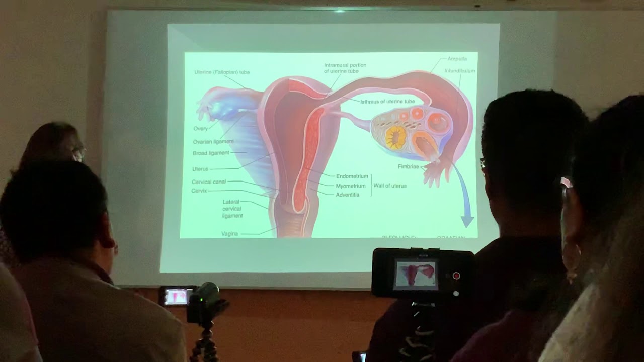 Embriología Fase 1 Clase 2