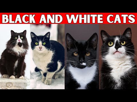 Top 5 Black and White Cat Breeds | Best Tuxedo Cat Breeds