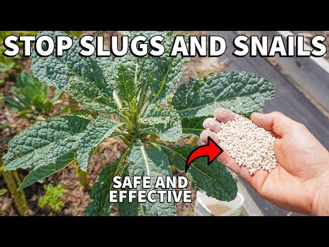 How To Kill SLUGS and SNAILS SAFELY With Iron Phosphate Bait