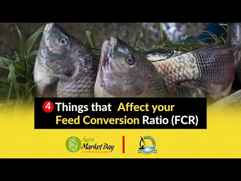 #4 Things that Affect your Feed Conversion Ratio (FCR) || Feeds and Feeding Fish