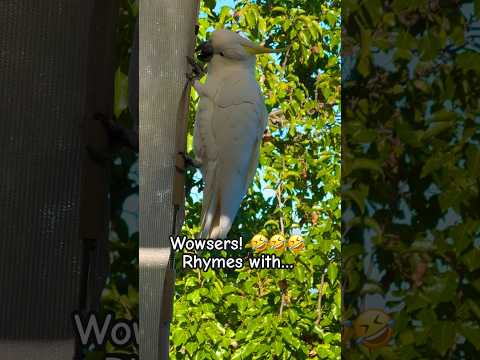 What Rhymes with Wowsers...???