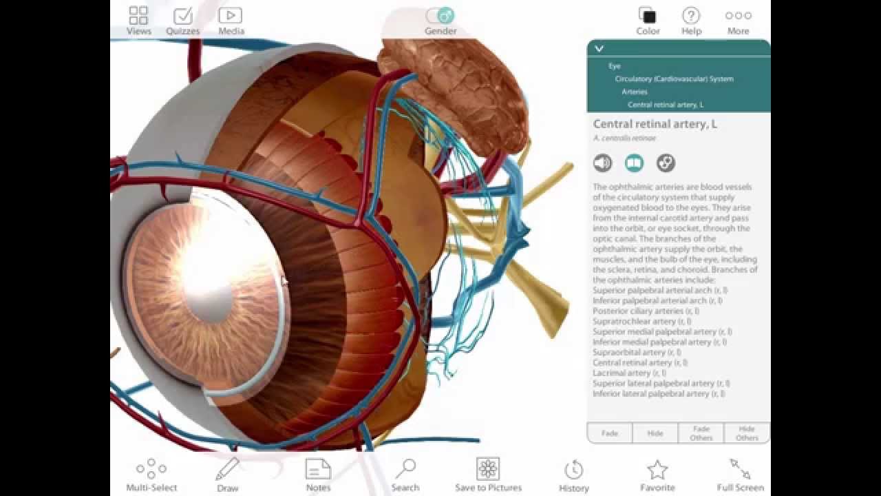 The case for 3D anatomy software in lecture and lab