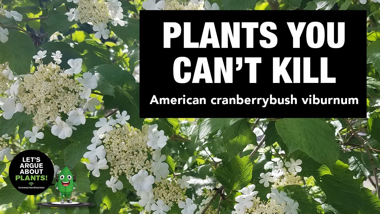 Plants You Can't Kill: American Cranberrybush viburnum #shrubs #gardendesign #podcastclips