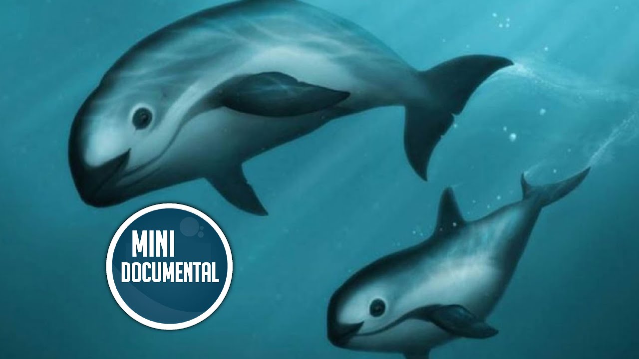 Vaquita marina (mini-documentary)