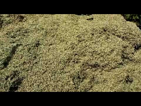 Alfalfa Hay at Best Price in India