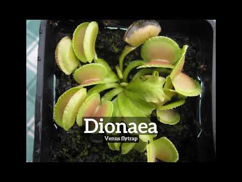 How to Say Dionaea in English? | How Does Dionaea Look? | What is Dionaea?