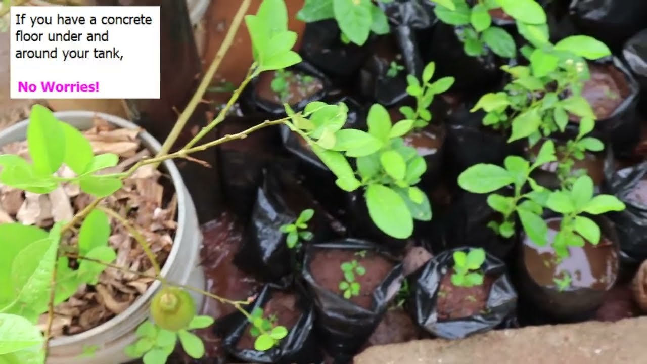 Tank overflow gardening