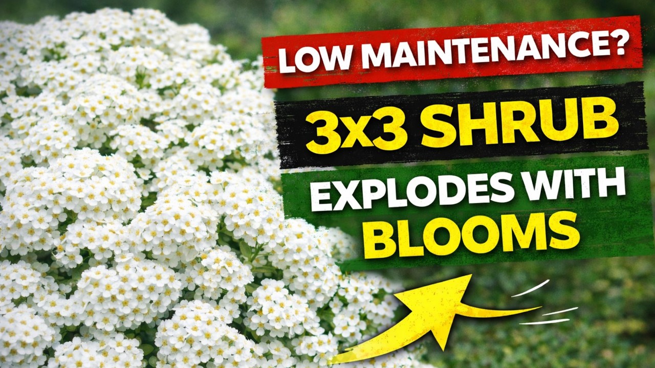 This 3x3 Shrub EXPLODES With Flowers (Snowmound Spirea Guide)