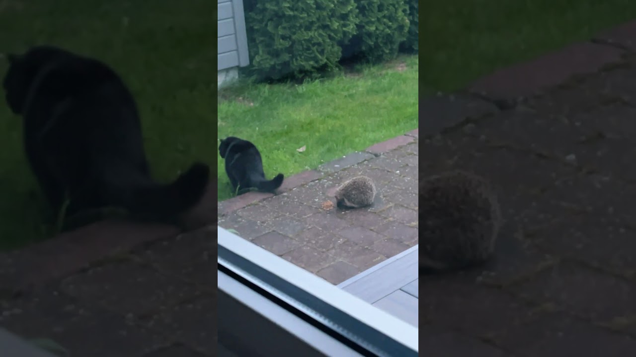 OMG this is SO CUTE💖✨🦔