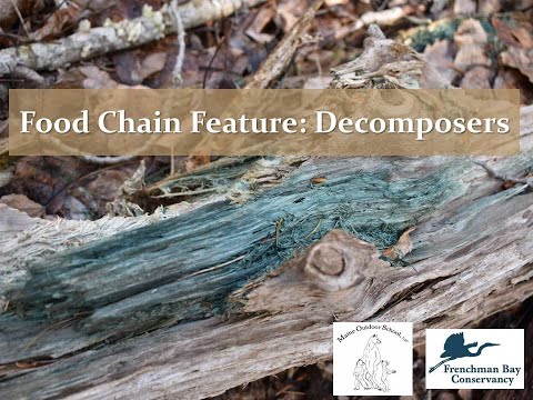 Food Chain Feature: Decomposers
