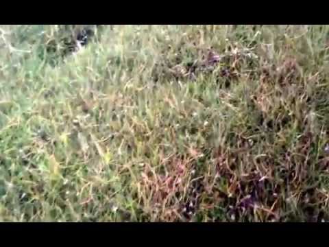 Bogside Flats Habitats - Saltmarsh to Mud Flats