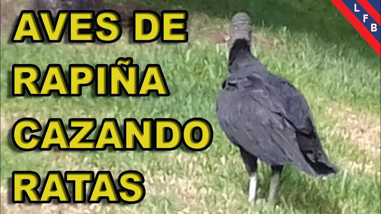 AVES DE RAPIÑA CAZANDO RATAS