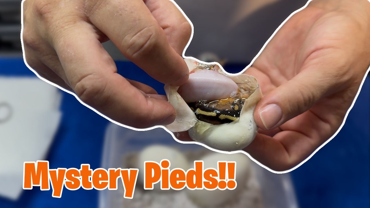 Mystery Pied Egg Cutting!! #ballpython #snake #eggcutting