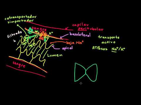 Secondary Active Transport in the Nephron | Human Biology | Biology | Khan Academy