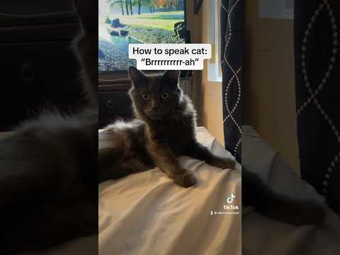 How to Speak Cat: Lesson 3