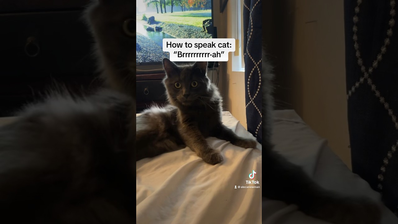 How to Speak Cat: Lesson 3