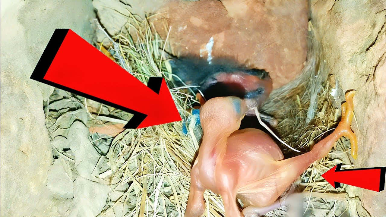 Cuckoo baby fell down from nest himself while throwing the baby down @beautyofnature4988