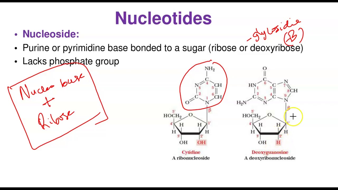 Nucleic acids Structure & Functions