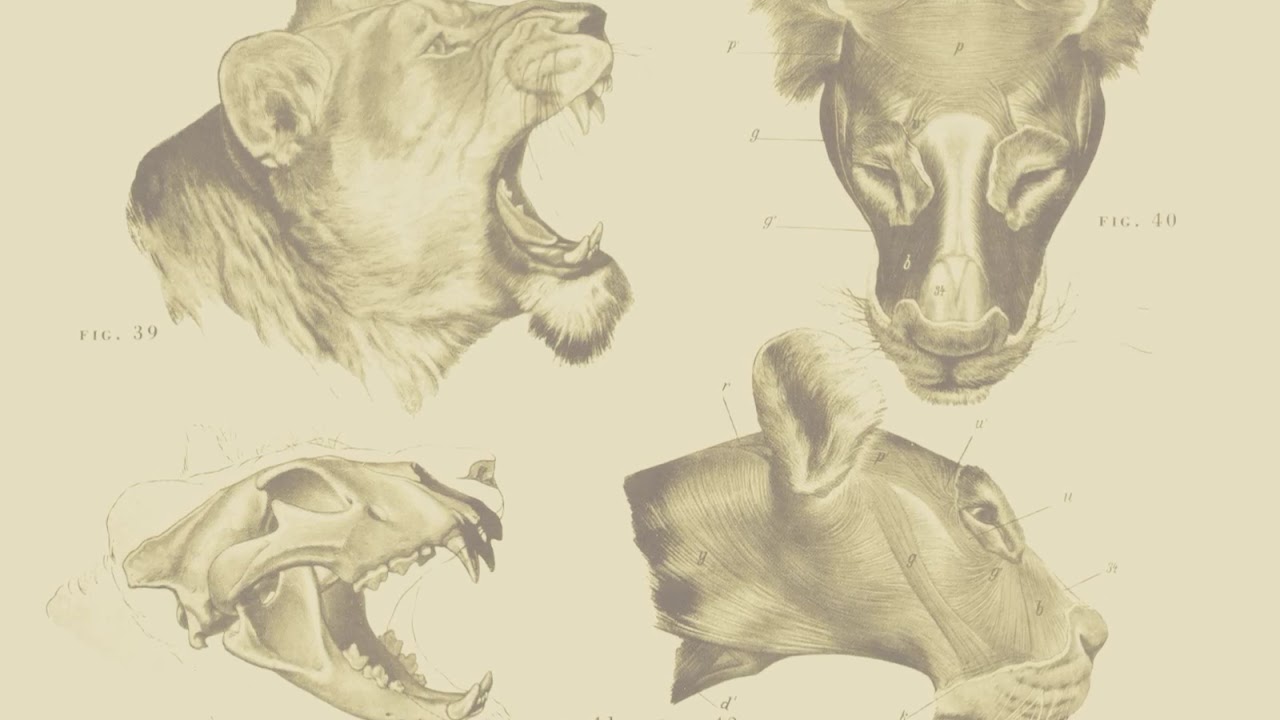 An Atlas of Animal Anatomy for Artists