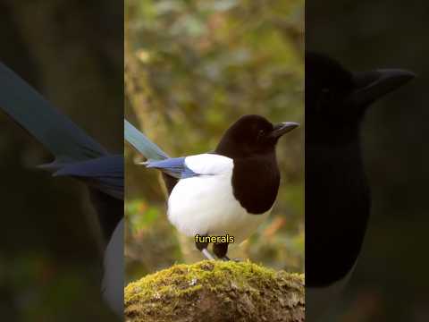 Amazing Facts about ANIMALS/ Amazing Animal Facts You Didn't Know! 1 #animalfacts