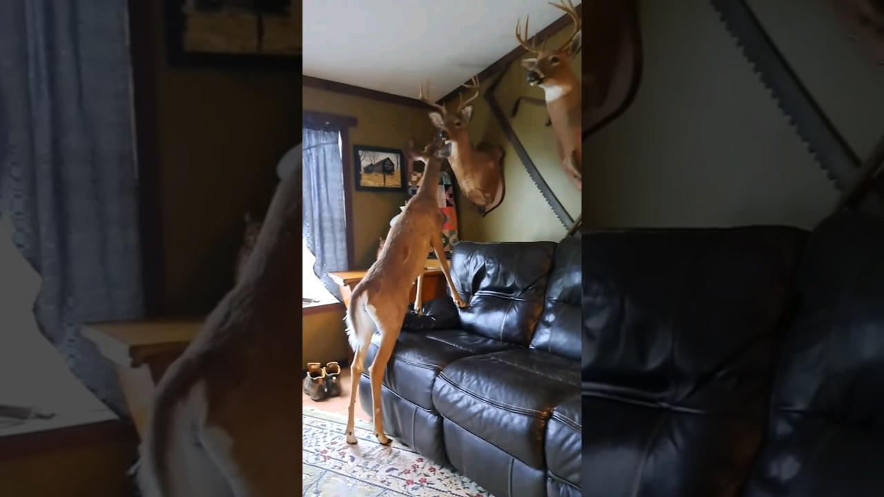 Catch'n Deers 😂 #hunting #deer #whitetail