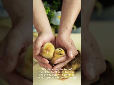 Supply of egg incubators#rutinchicken #manufacturer #egg #incubator