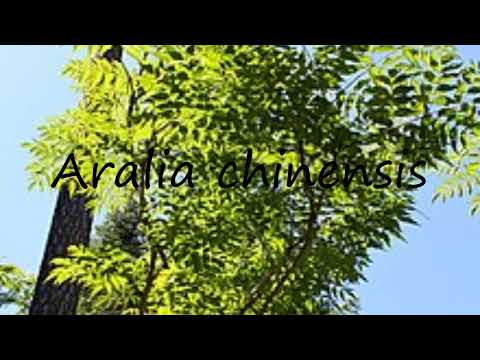 How to pronounce Aralia chinensis in English?