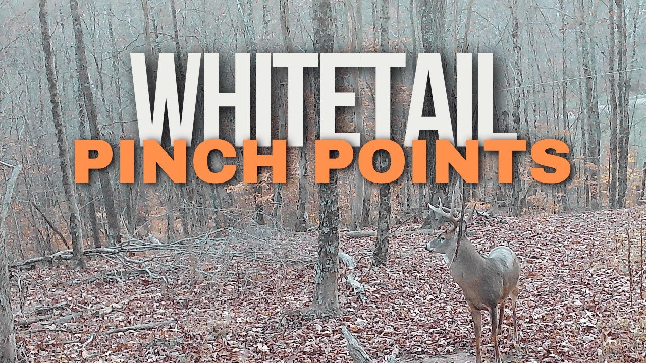 Whitetail Pinch Points | Strategy for Consistent Deer Encounters